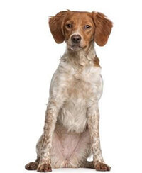 do brittany dogs make good pets