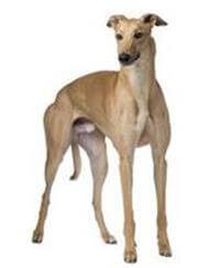 greyhound identification uk