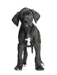 great dane puppy london