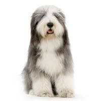 scottish bearded collie
