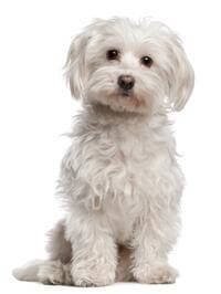 maltese terriers