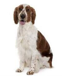 welsh springer spaniel size