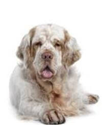 clumber spaniel dog