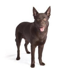 red kelpie uk