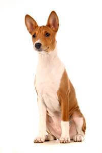 basenji uk