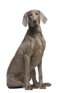 weimaraner alder