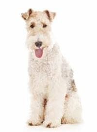 fox terrier