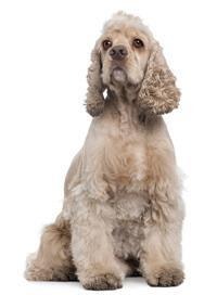 american cocker spaniel